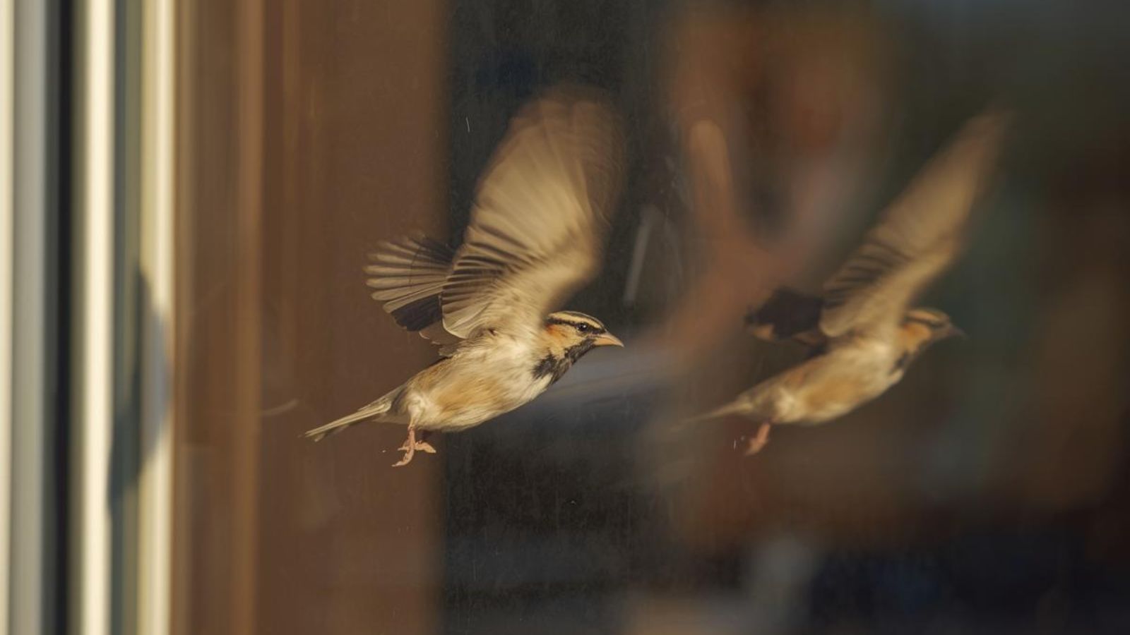 How to Stop Birds Hitting Windows (UK Guide for Garden Birds) - Nests ...